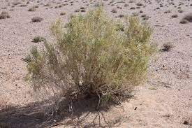 100 seeds Haloxylon Ammodendron Tree Semente Plant Desert Tree Haloxylon