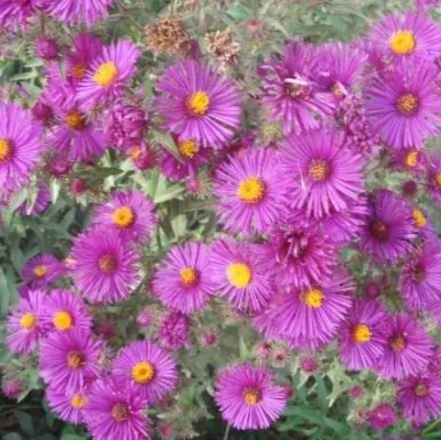 100 seeds Aster Novi-belgii Flower Home Garden