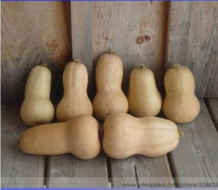 10 seeds Heirloom Nutter Butter Squash Vegetable Organic Seeds