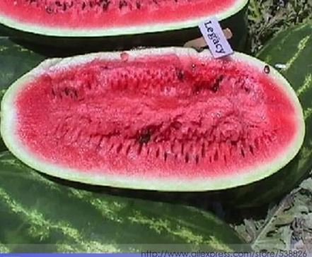 20 seeds High Yields Legacy Long Red Watermelon Seeds