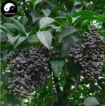 100 seeds Ligustrum Lucidum Semente Plant Glossy Privet Tree for Nv Zhen