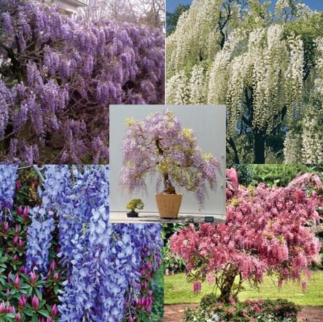10 seeds Mixed 6 Colors of Wisteria Plant Seeds Pink Purple White etc.