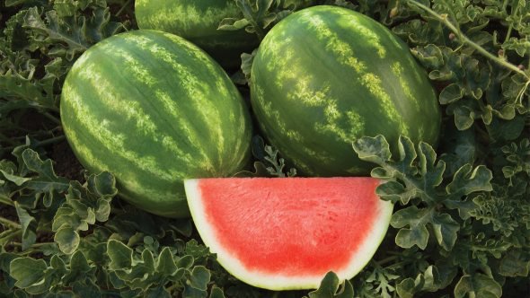 20 Seeds The Rarest Red Mini Thumb Watermelon