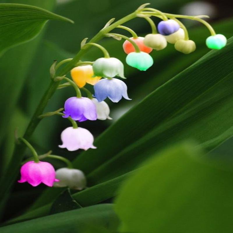 100 Seeds Lily of The Valley Flower Bonsai, Bell Orchid Bonsai Plants