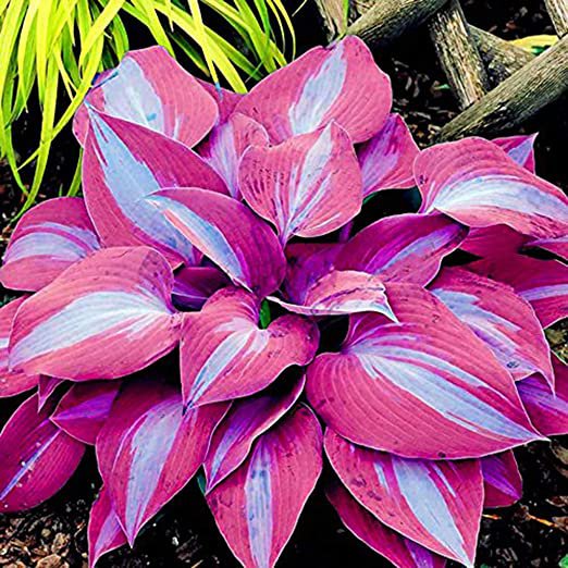 200 seeds Hosta Seed Perennials Flesh Pink Flowers