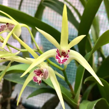 1 seeds Dendrobe Seeds (Flower Powder) Dendrobium Orchid Flowers Herba ...