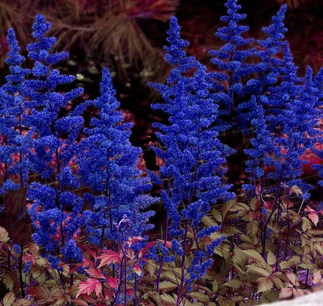 100 seeds Astilbe Chinensis Seeds Apple Blue Color