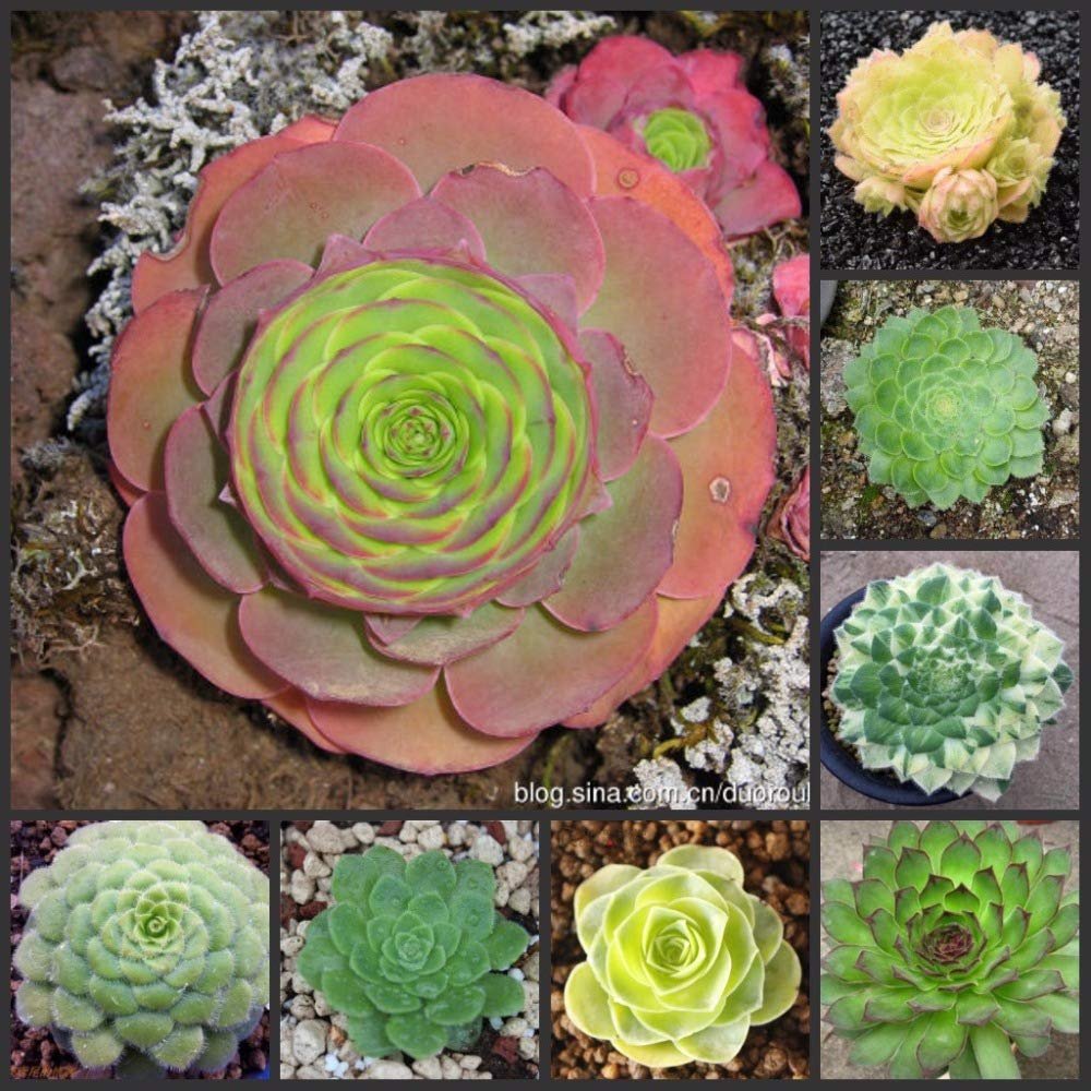 100 Seeds Rare Aeonium tabuliforme Succulent Plant sementes