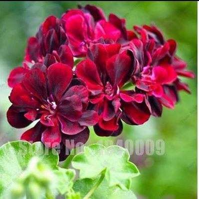100 Seeds Rare Color Geranium Plant Perennial Flowers Garden Seed Flower