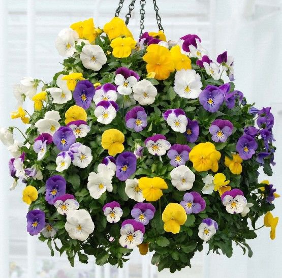 20 Seeds Beautiful Hanging Bonsai Colorful Pansy