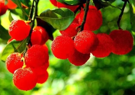 10 Seeds Hangzhou Fresh Red Waxberry Hybrid Fruit Seeds