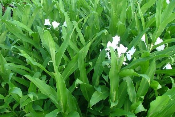 60g Seeds White Sesame Gingili