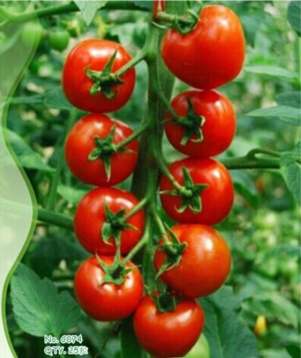 25 Seeds Red Truss Tomato Plant Seeds Non-gmo Heirloom Fruits