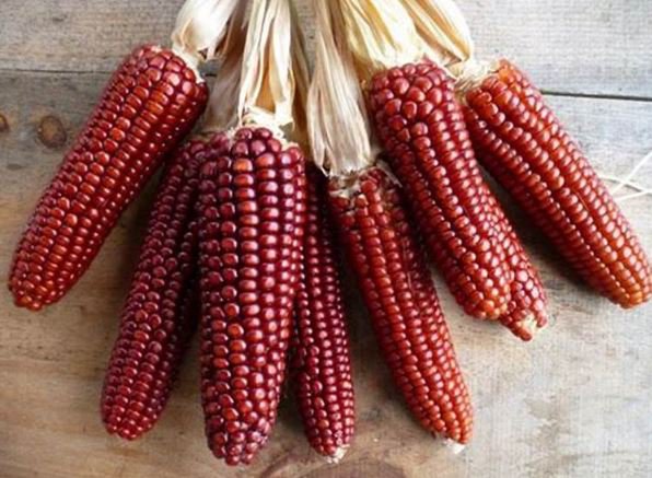 10 Seeds Red Waxy Corn for family pack, Non-gmo tasty maize Corn Seeds