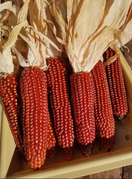 10 Seeds Red Waxy Corn for family pack, Non-gmo tasty maize Corn Seeds