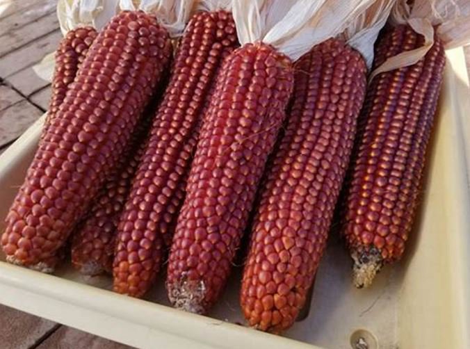 10 Seeds Red Waxy Corn for family pack, Non-gmo tasty maize Corn Seeds