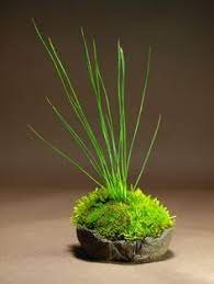 100 Seeds Acorus Gramineus Seeds Bonsai Study Office Green Planting ...