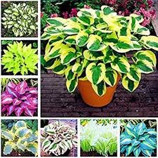 150 Seeds Beautiful Hosta Bonsai, Perennials Lily Flower Shade Hosta ...