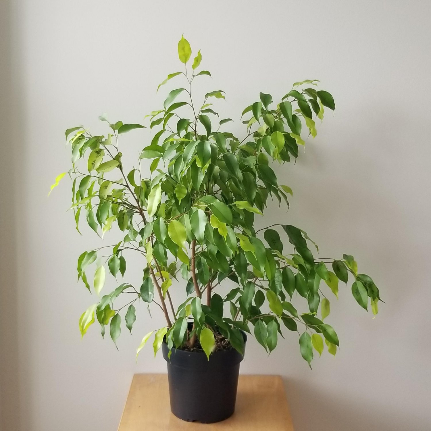 50 Seeds Chinese Ficus Benjamina