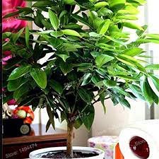 20 Seeds Cinnamon Bonsai Evergreen Tree Potted Plant for Home Garden