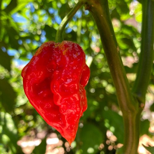 200 Seeds Dragon's Breath Chili Pepper