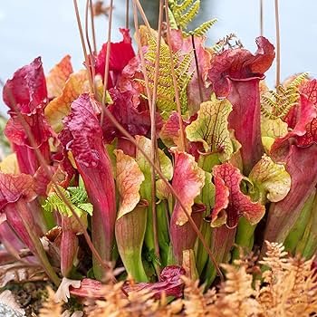 10 Seeds Mixed Sarracenia purpurea Picher Plant Garden Interesting Plants