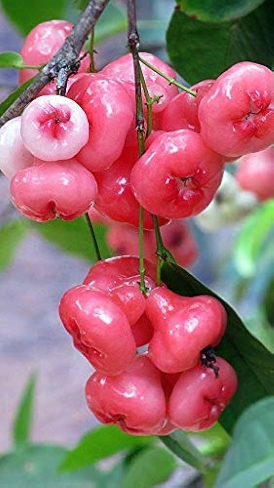 50 Seeds Wax Seeds Tropical Fruit Tree