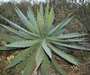 10 Seeds Agave difformis Succulents Garden Plants