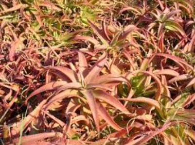 10 Seeds Aloe lutescens Succulents Garden Plants