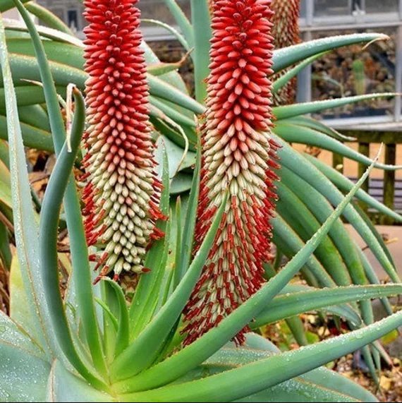 10 Seeds Aloe speciosa Succulents Garden Plants