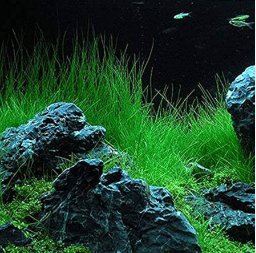 300 Seedsw Aquarium Aquatic Water Grass Plant Glossostigma Hemianthus ...