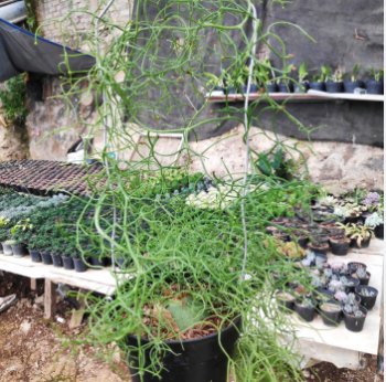 5 Seeds AZTEKIUM ritteri Rare Cactus Plants