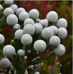 5 Seeds Brunia albiflora Brunia Laevis Garden Plants