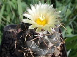 10 Seeds Coryphantha pycnacantha Rare Cactus Succulent Plants