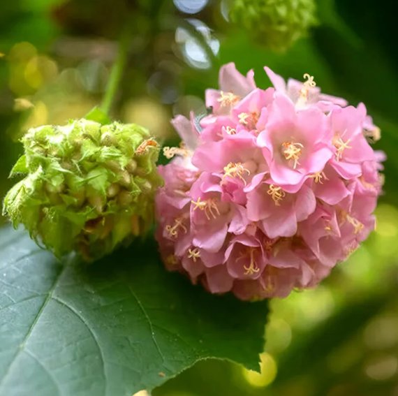 50 Seeds Dombeya Shrub