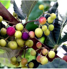 50 Seeds Grewia Asiatica Leaves Phalsa Falsa Leaves