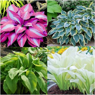 200 Seeds Hosta Perennial Mixed 8 Types