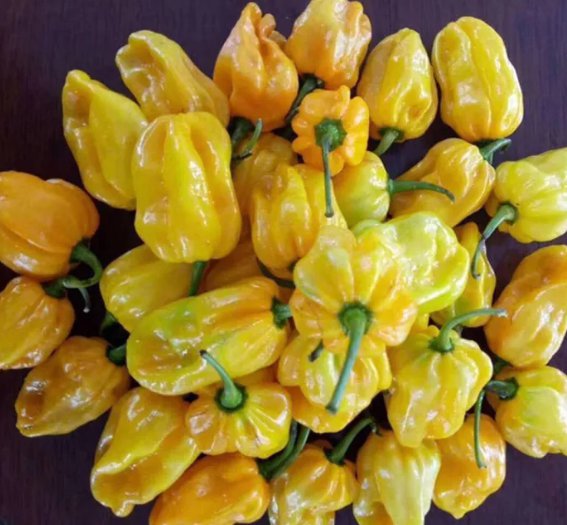 50 Seeds Hybrid F1 Yellow Devil Pepper & Chilli