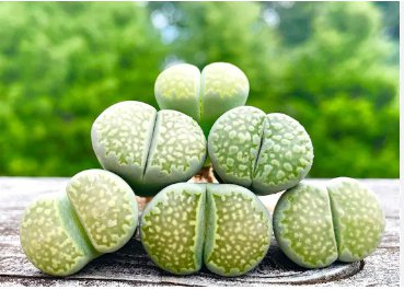 100 Seeds Lithops C56A Succulents Garden Plants