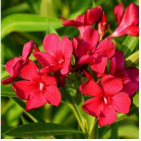 30 Seeds Nerium Oleander Hardy Red Oleander