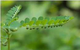 50 Seeds Phyllanthus Niruri Bhuiamla Green Chanca Piedra