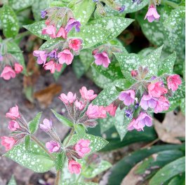 50 Seeds Pulmonaria (Lungwort) officinalis