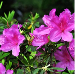 100 Seeds Rare Azalea Rhododendron Plants