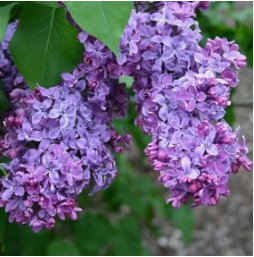 100 Seeds Syringa Vulgaris Purple Lilac Multi-stemmed Small Tree