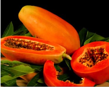 400 Seeds Unusual Huge Torpedo Shape Carica Papaya Burliar Long On A ...