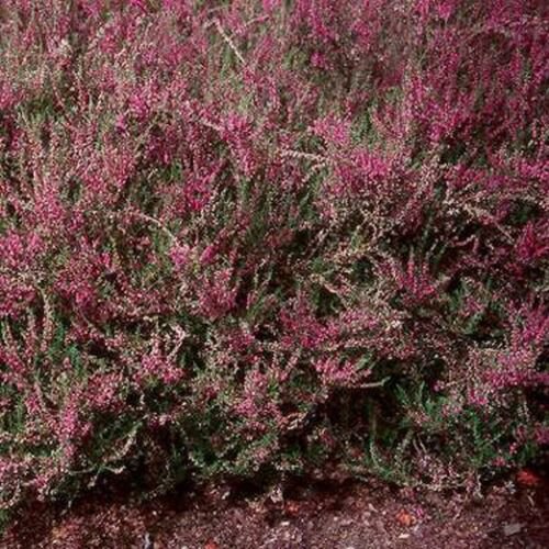 50 Seeds Heather (Calluna Vulgaris)
