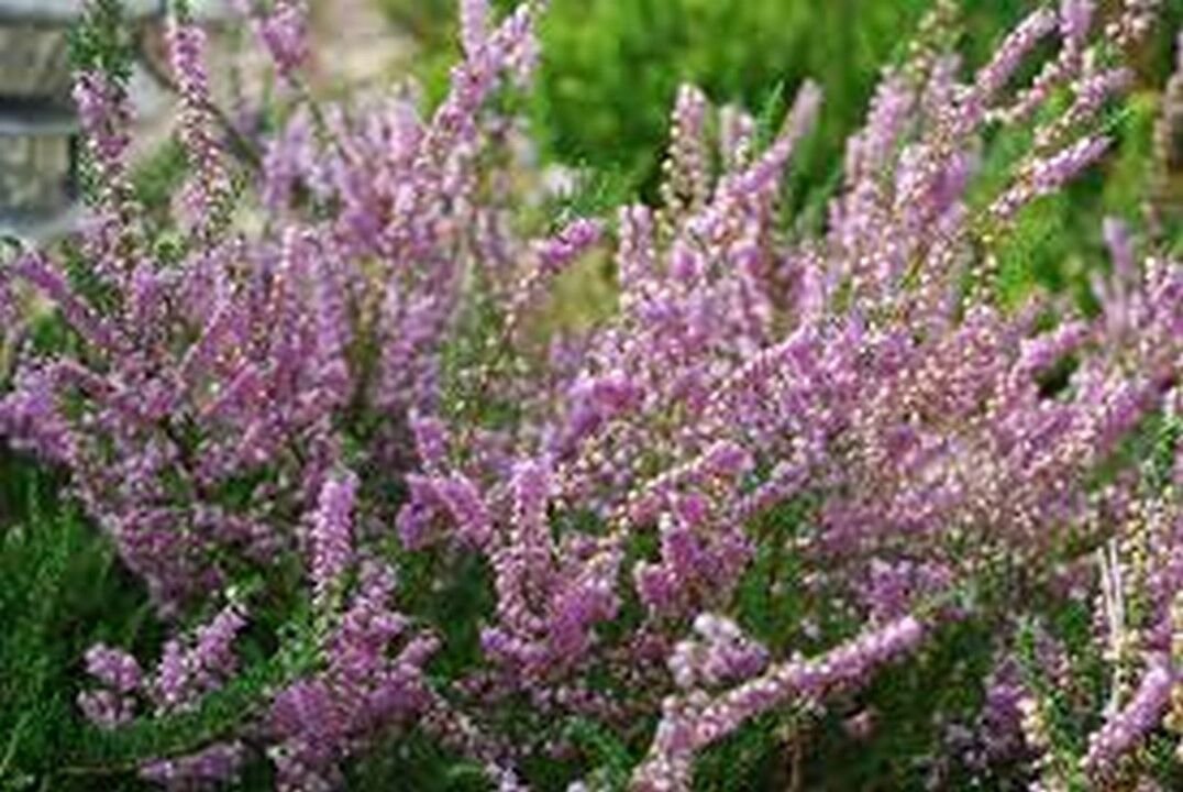 50 Seeds Heather (Calluna Vulgaris)