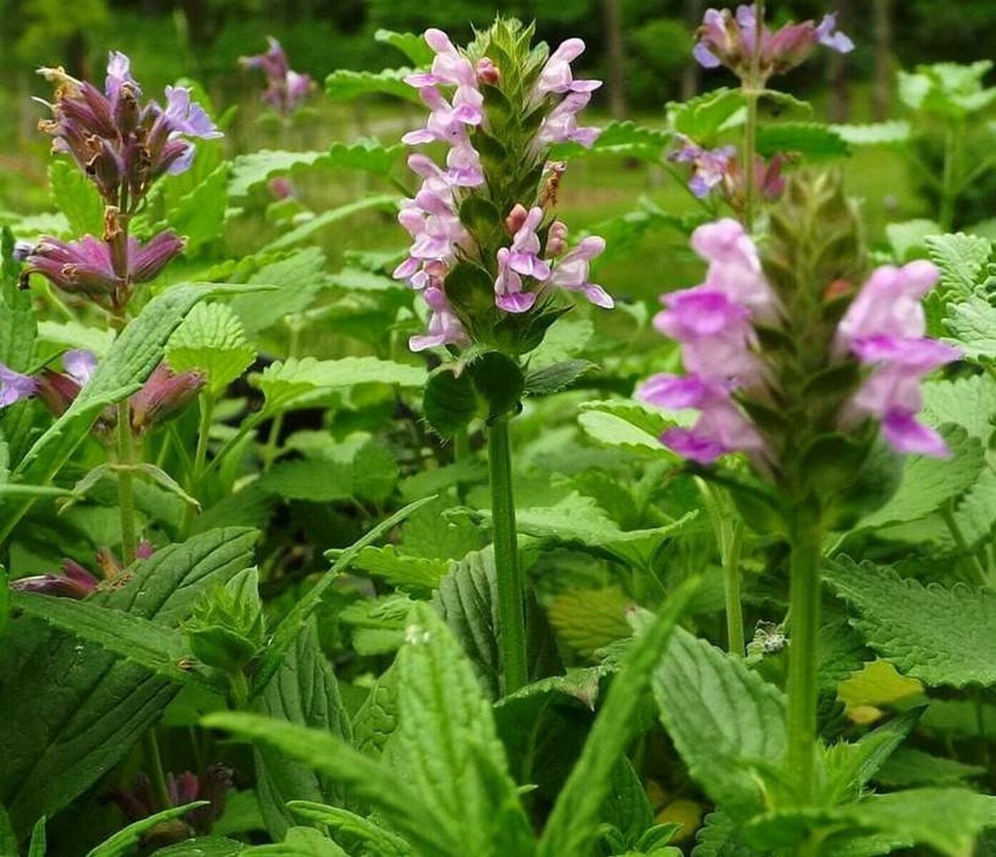 10 Seeds Catmint- Pink