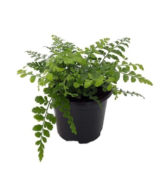 Asplenium Austral Dimorphum Hybrid Fern Gem Easy To Grow House Live ...