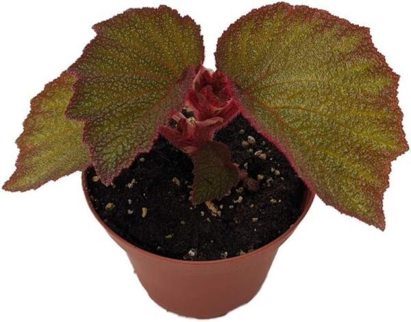 Begonia Exotic Large Leaves Cascading Easy To Grows Indoors Live Plant ...